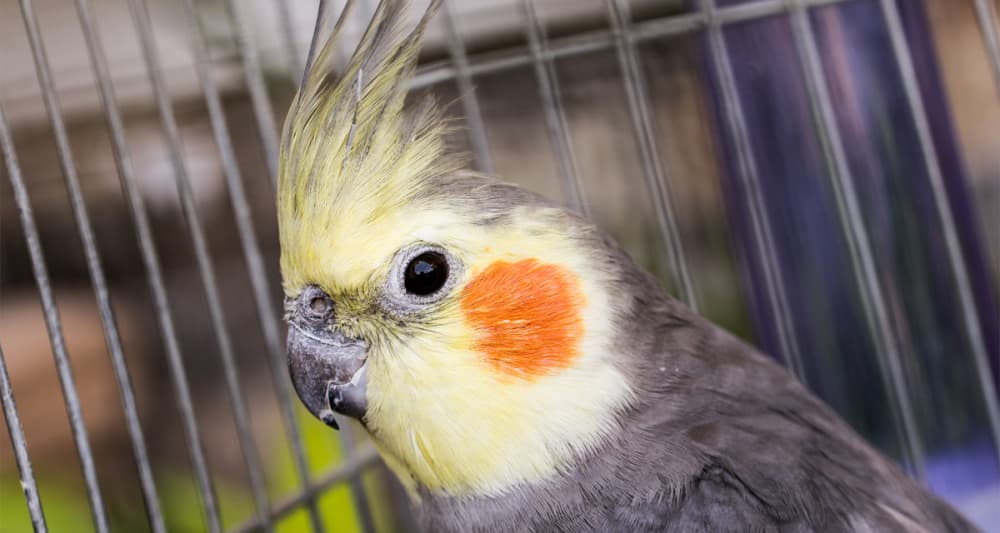 Calopsita macho ou fêmea: 6 formas simples de diferenciar - VetSaúde